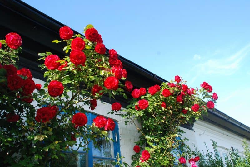 NeSve - För mätning av systoliskt tryck i tå med SysToe